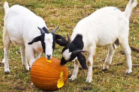 Welcome — Pumpkins For Pigs